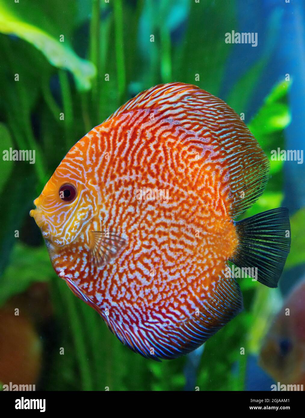 Super Red Turquoise Discus