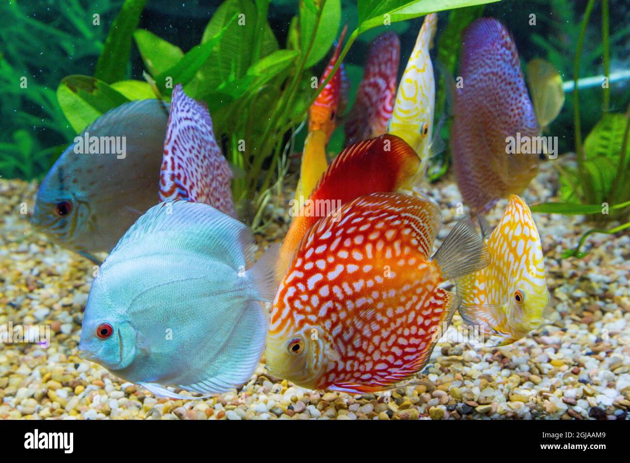 Freshwater tropical discus Stock Photo - Alamy