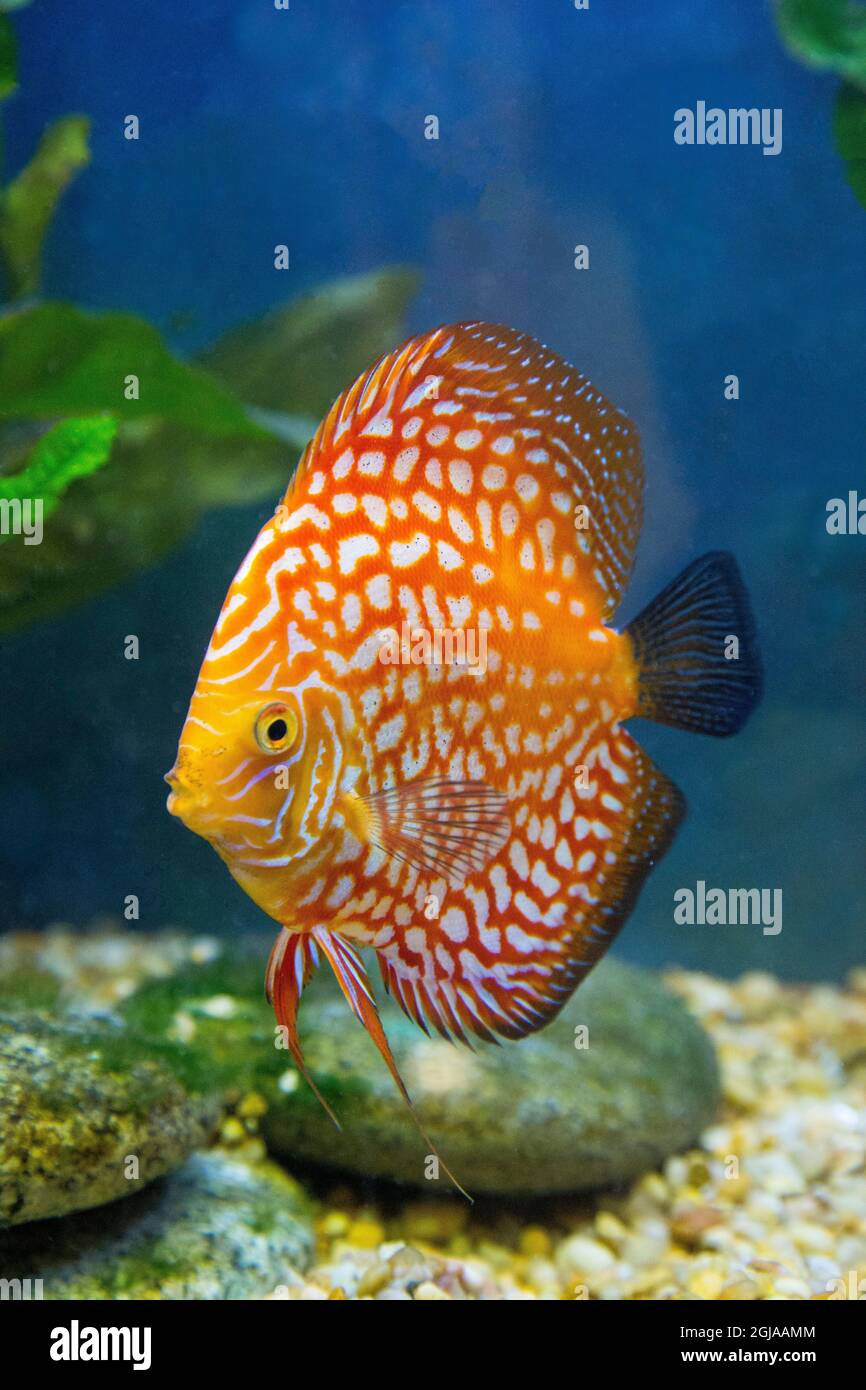 Freshwater tropical discus, Checkerboard Pigeon Discus Stock Photo - Alamy