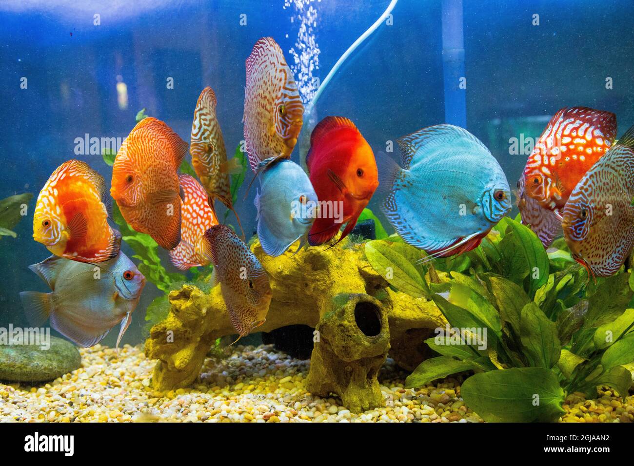 Freshwater tropical discus Stock Photo - Alamy