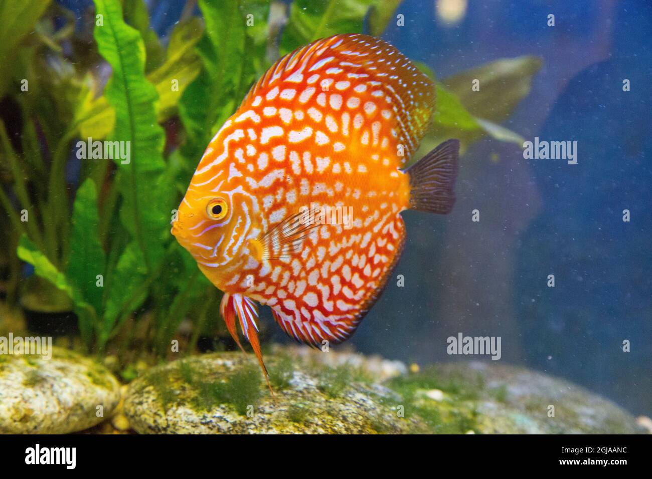 Freshwater tropical discus, Checkerboard Pigeon Discus Stock Photo - Alamy