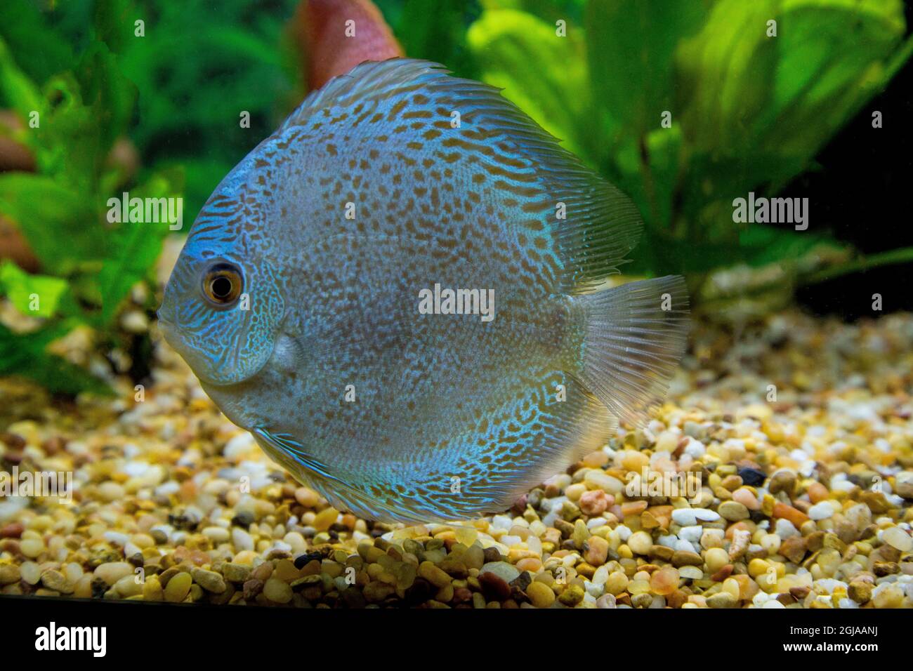 Freshwater tropical discus Stock Photo - Alamy