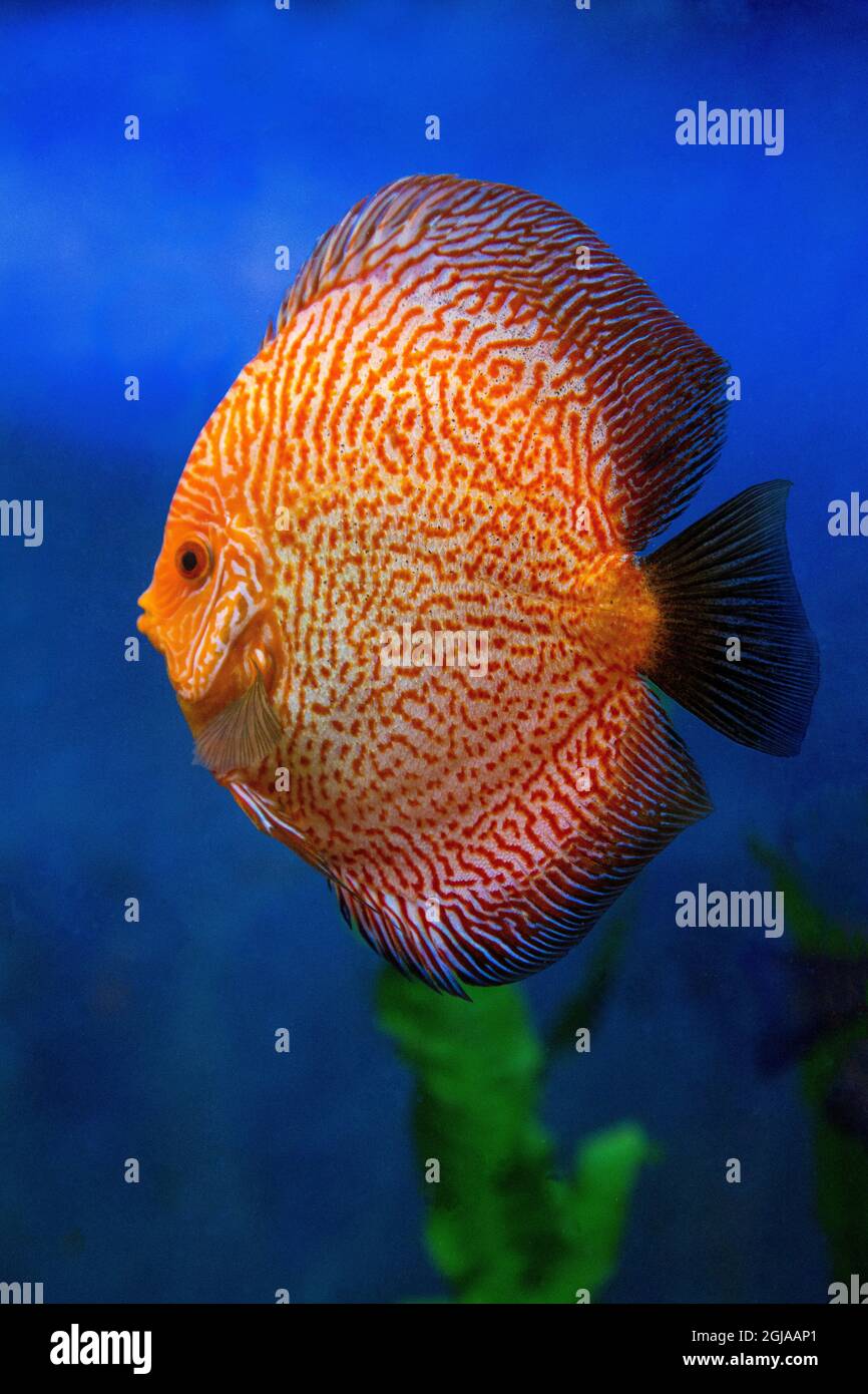 Freshwater tropical discus Stock Photo - Alamy