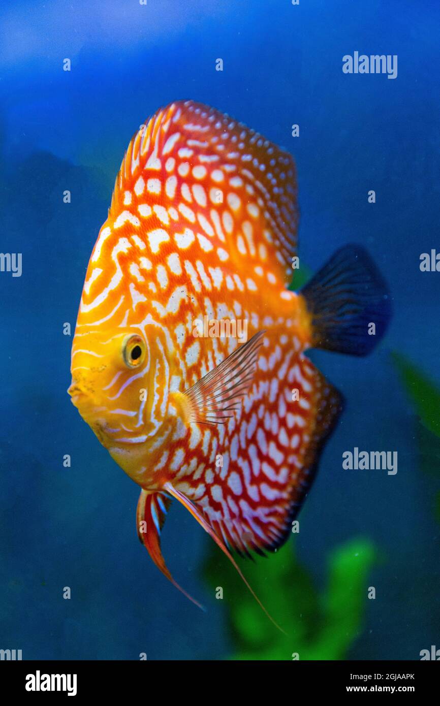 Freshwater tropical discus, Checkerboard Pigeon Discus Stock Photo - Alamy