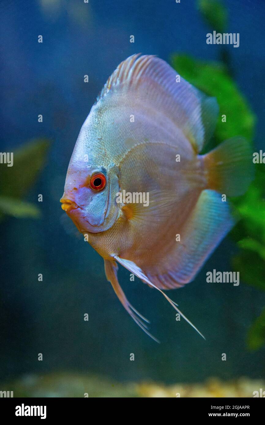 Freshwater tropical fish hi-res stock photography and images - Alamy