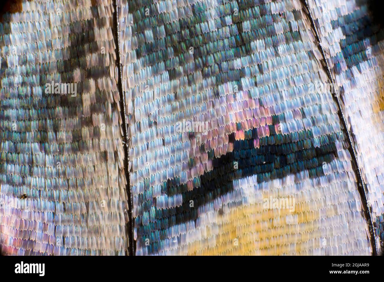 Close-up patterns of butterfly wings showing the tiny overlapping ...