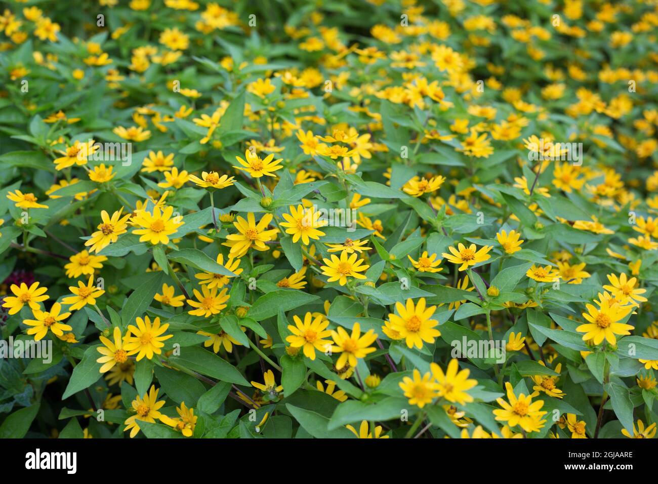 Melampodium paludosum 'Showstar' butter daisies Stock Photo - Alamy