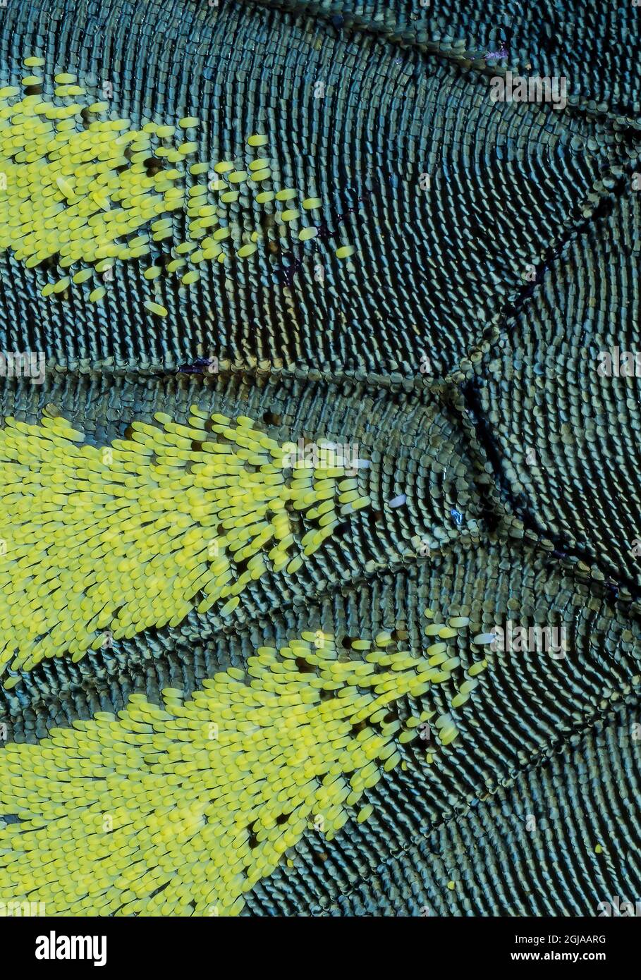 Close-up patterns of butterfly wings showing the tiny overlapping ...