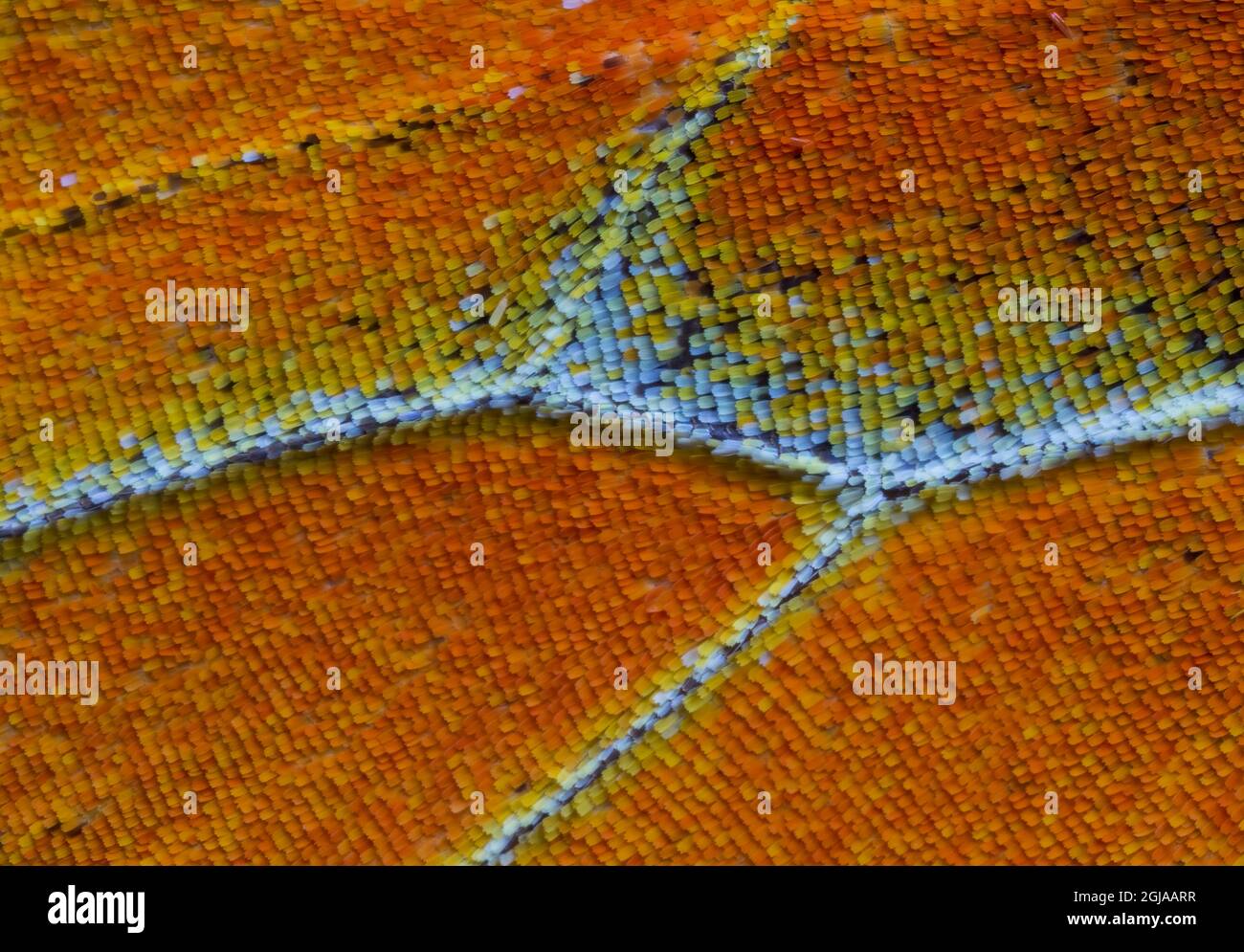 Close-up patterns of butterfly wings showing the tiny overlapping ...