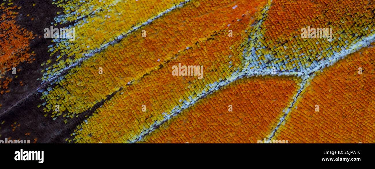 Close-up patterns of butterfly wings showing the tiny overlapping ...