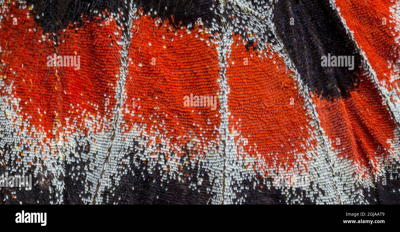 Close-up patterns of butterfly wings showing the tiny overlapping ...