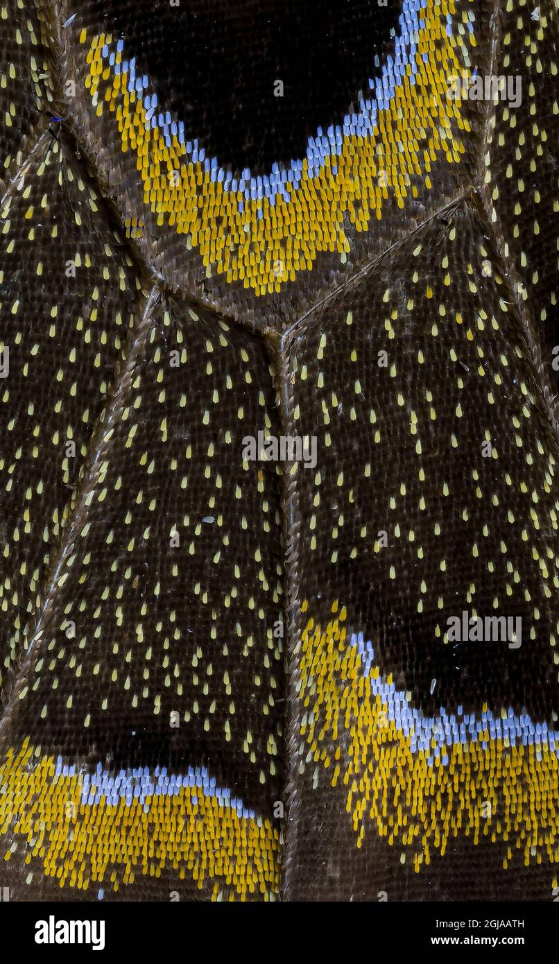 Close-up patterns of butterfly wings showing the tiny overlapping ...
