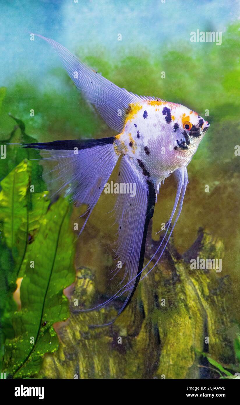 Marble Veil Angelfish