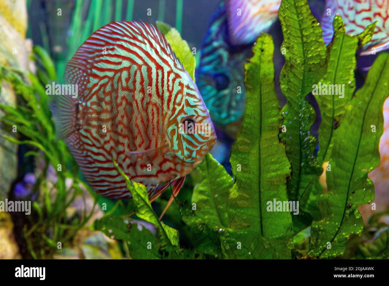 Tiger Turquoise freshwater tropical discus Stock Photo - Alamy