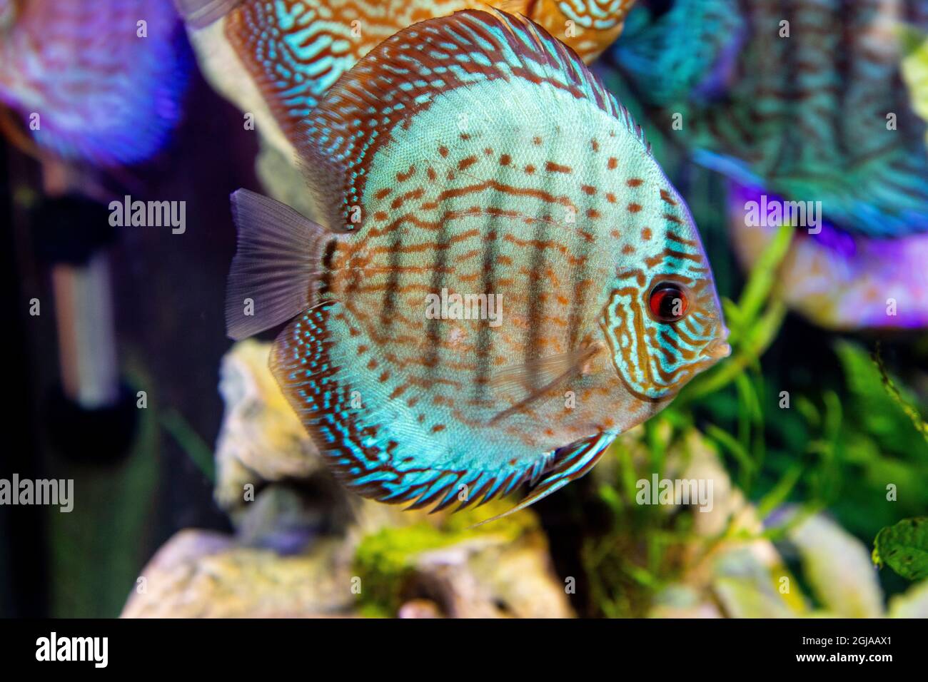 Freshwater tropical discus Stock Photo - Alamy