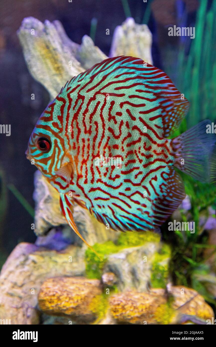 Tiger turquoise discus hi-res stock photography and images - Alamy