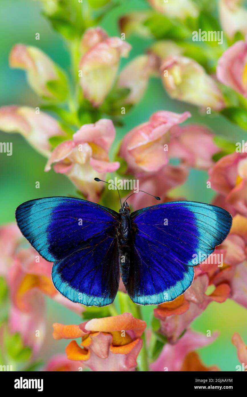 Darrell gulin flowers hi-res stock photography and images - Alamy