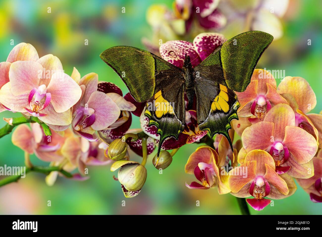 Teinopalpus imperialis hi-res stock photography and images - Alamy