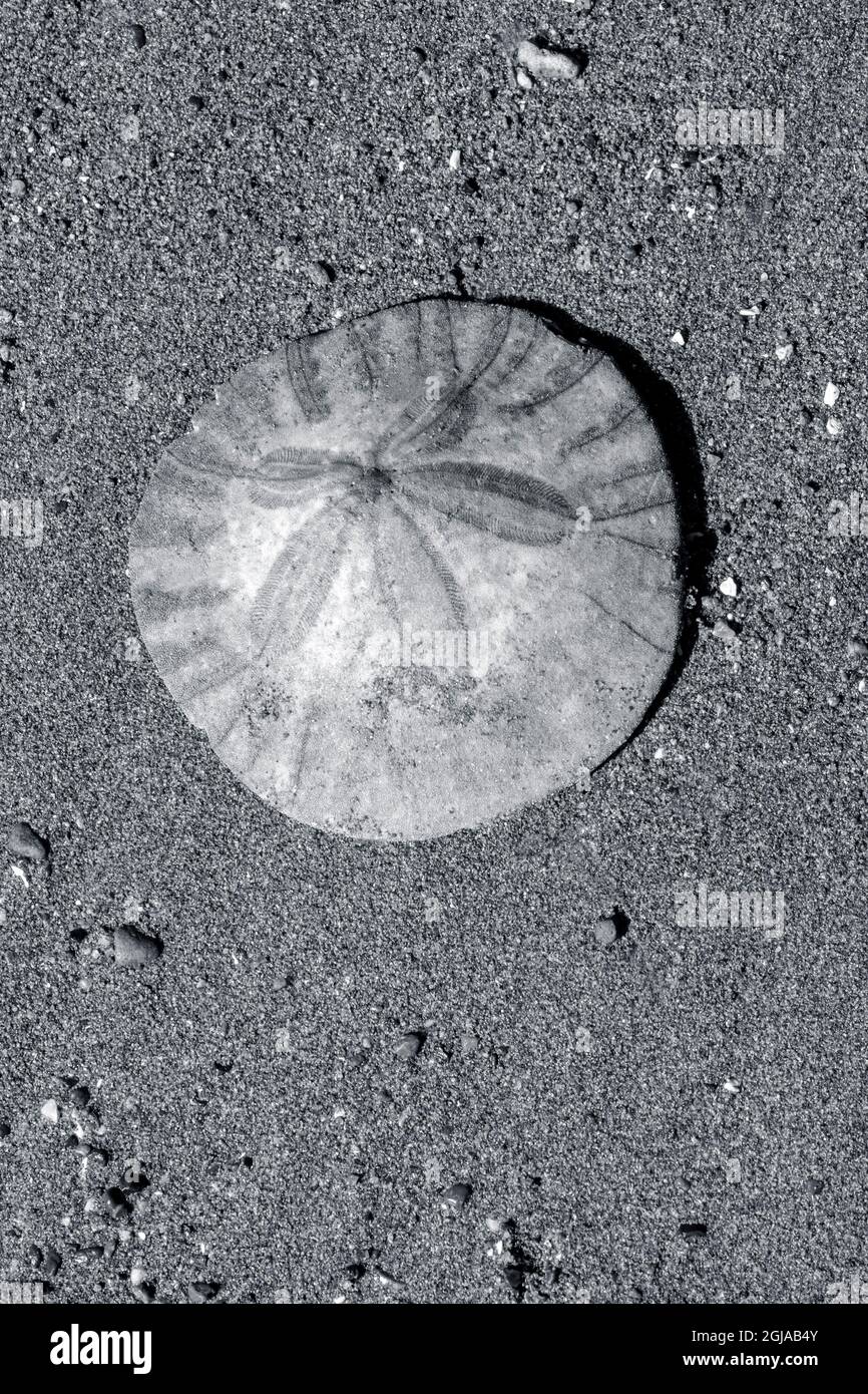 Sand dollar on beach, USA Stock Photo - Alamy
