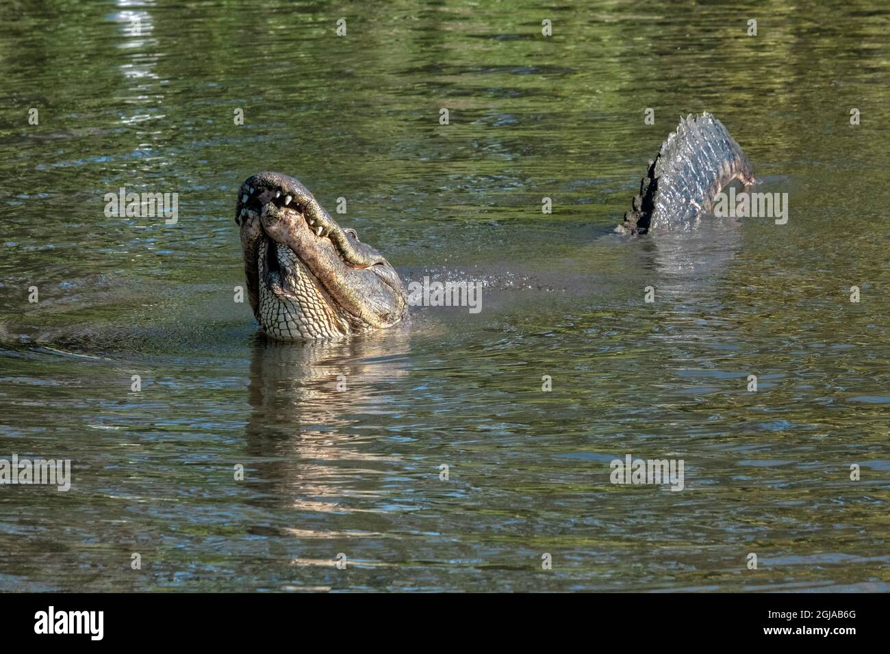 Alligator mating hi-res stock photography and images - Alamy