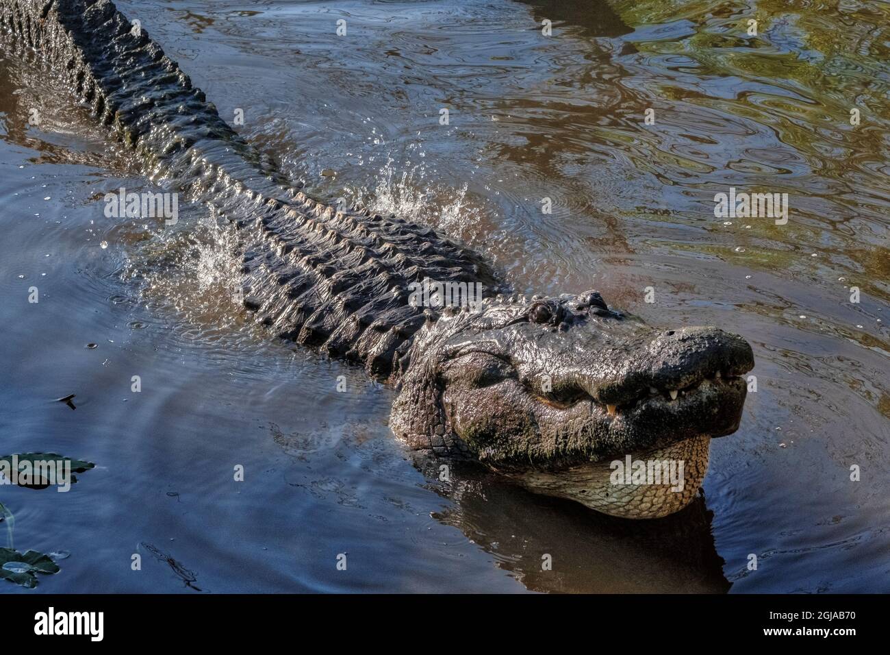 American alligator, Florida Stock Photo - Alamy