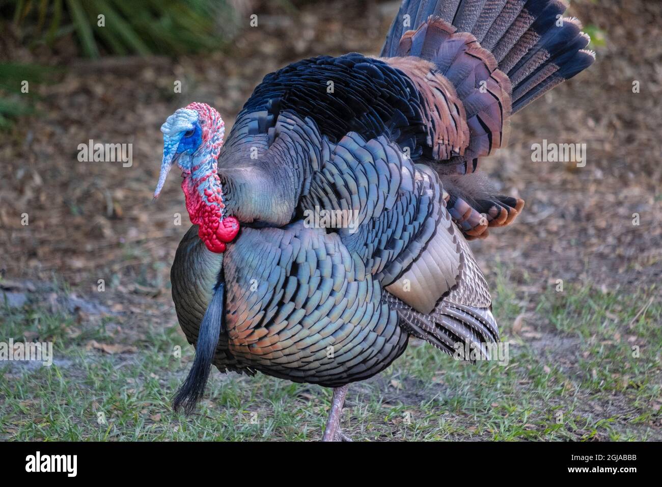 Domestic male turkey Stock Photo - Alamy