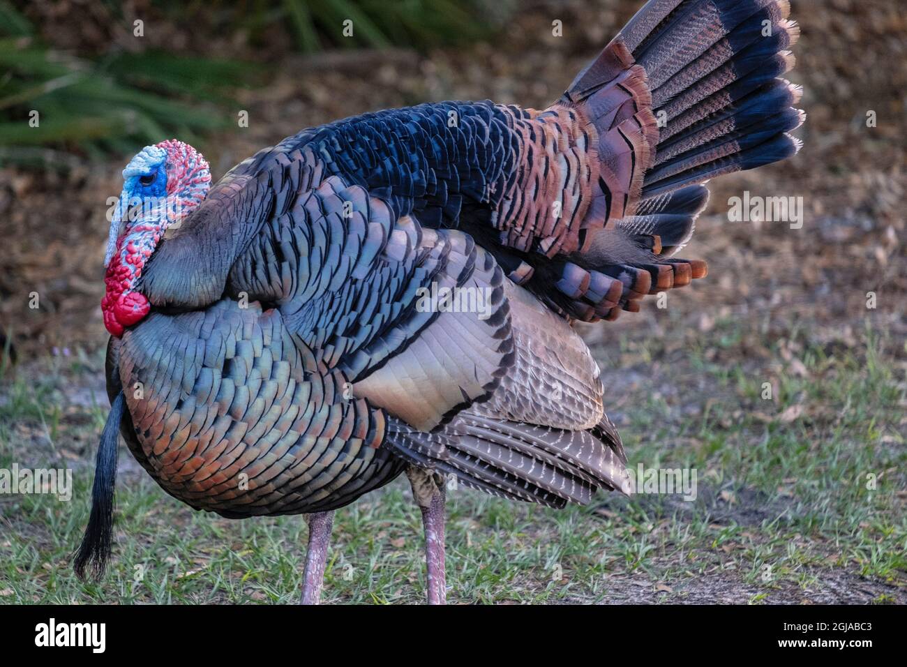 Domestic male turkey Stock Photo - Alamy