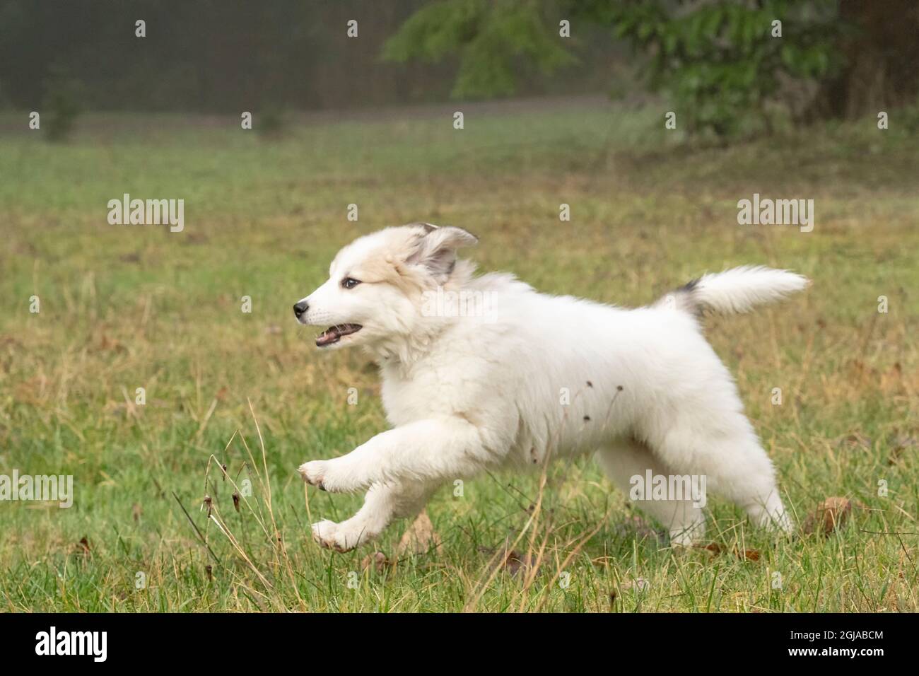Issaquah, Washington State, USA. Ten week old Great Pyrenees puppy ...