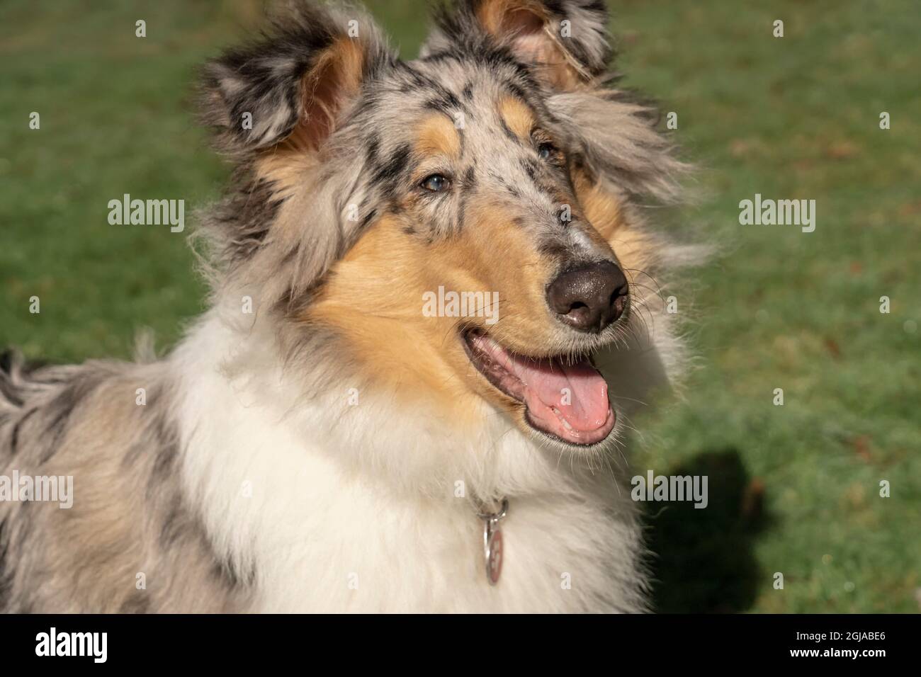 Issaquah, Washington State, USA. Close-up portrait of a five month old ...
