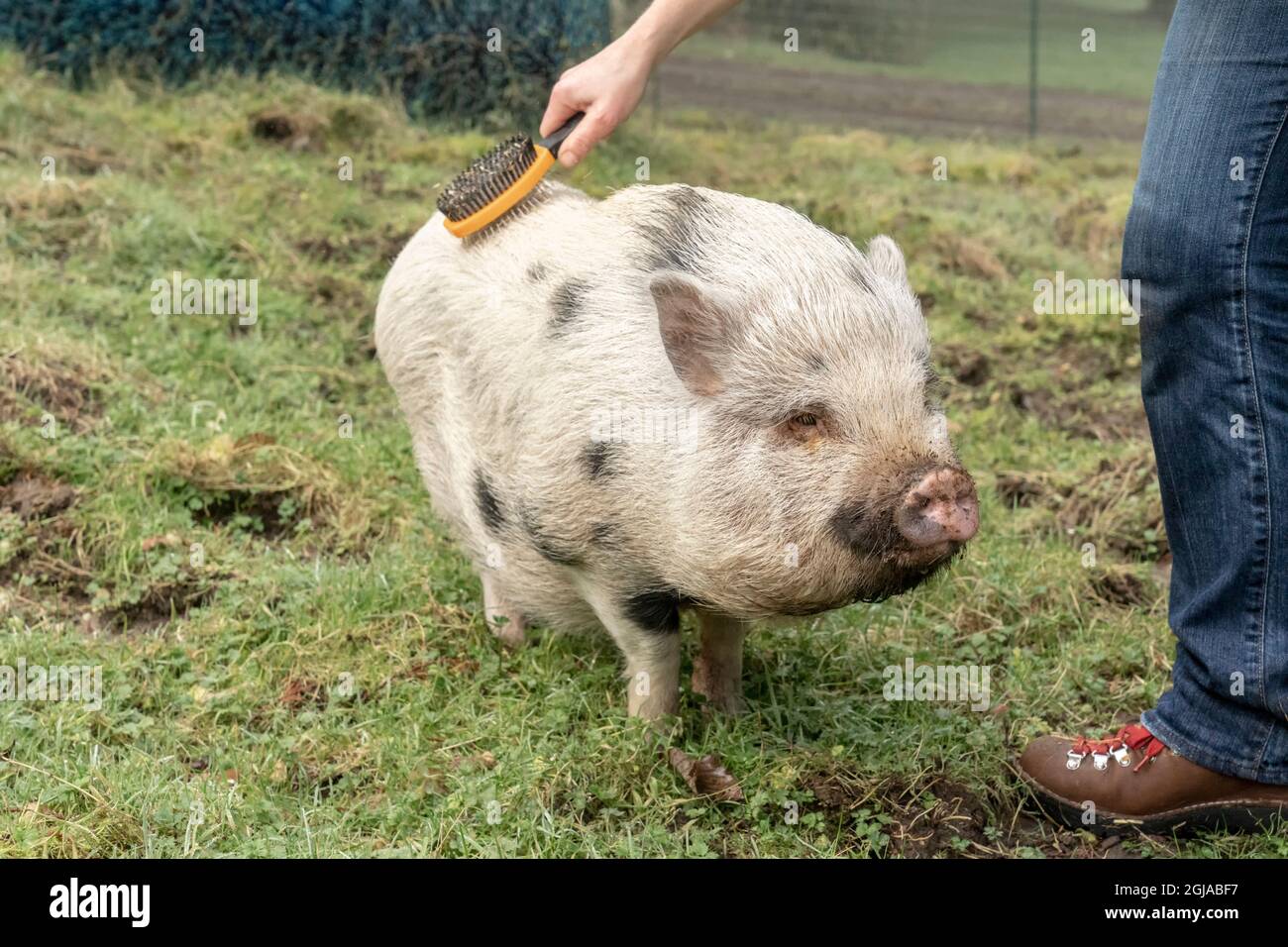 Issaquah, Washington State, USA. Woman brushing her mini pig, with her ...