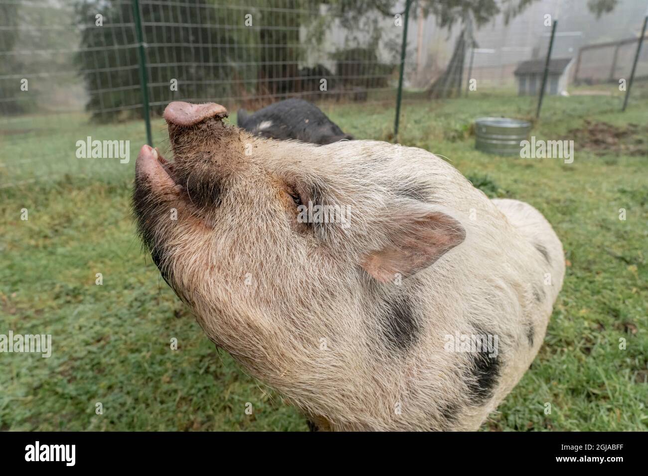 Pig mouth open hi-res stock photography and images - Alamy