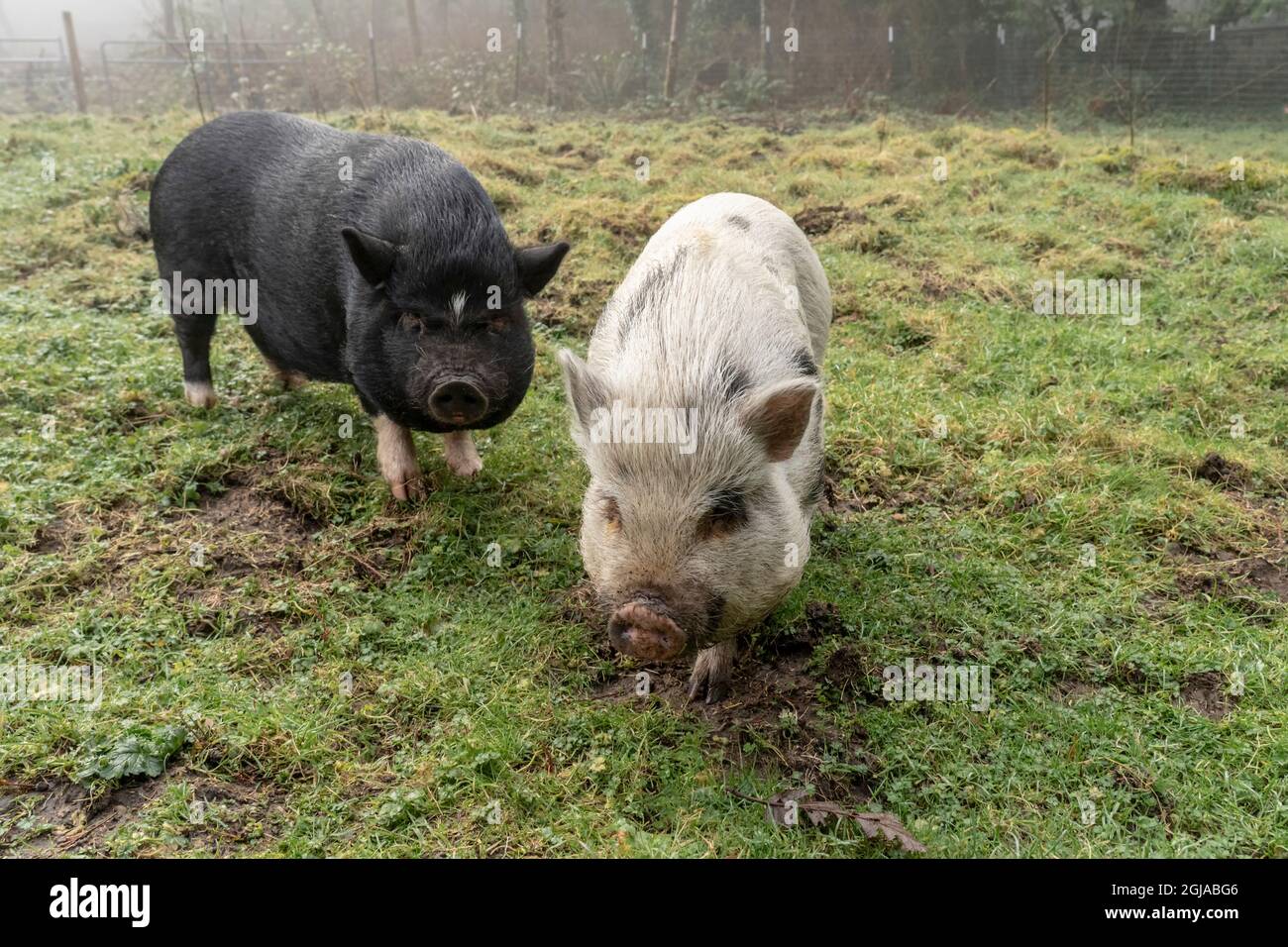 Issaquah, Washington State, USA. Mini pig and Vietnamese pot-bellied ...