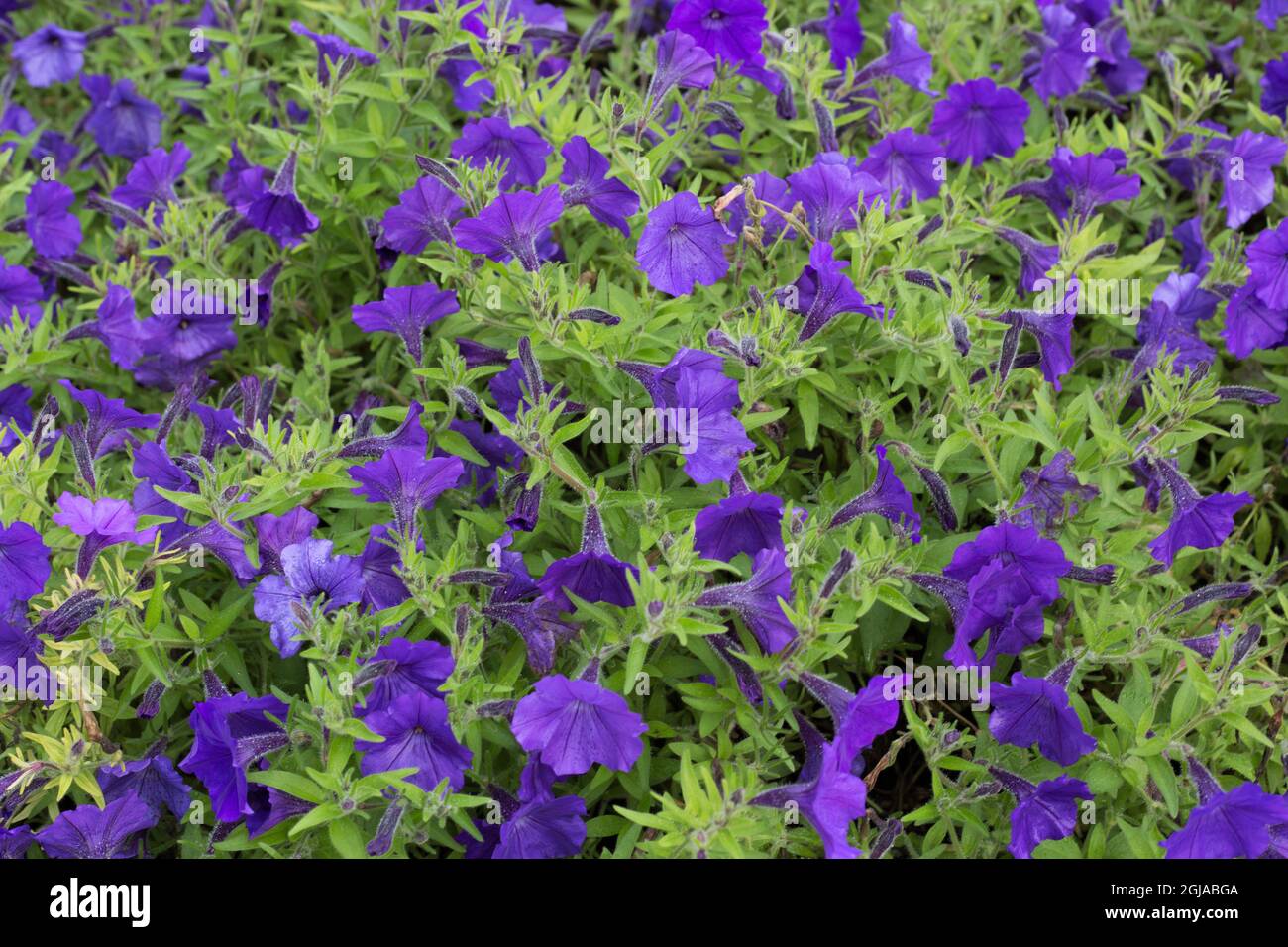 Color of blue hi-res stock photography and images - Alamy