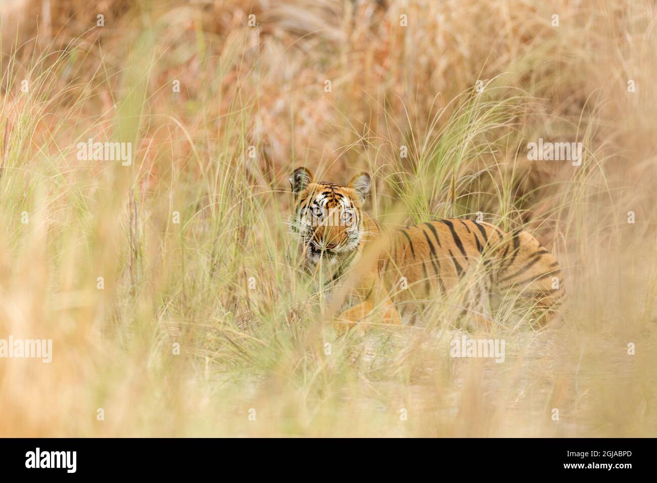 Royal Bengal Tiger grinning, Corbett National Park, India Stock Photo ...