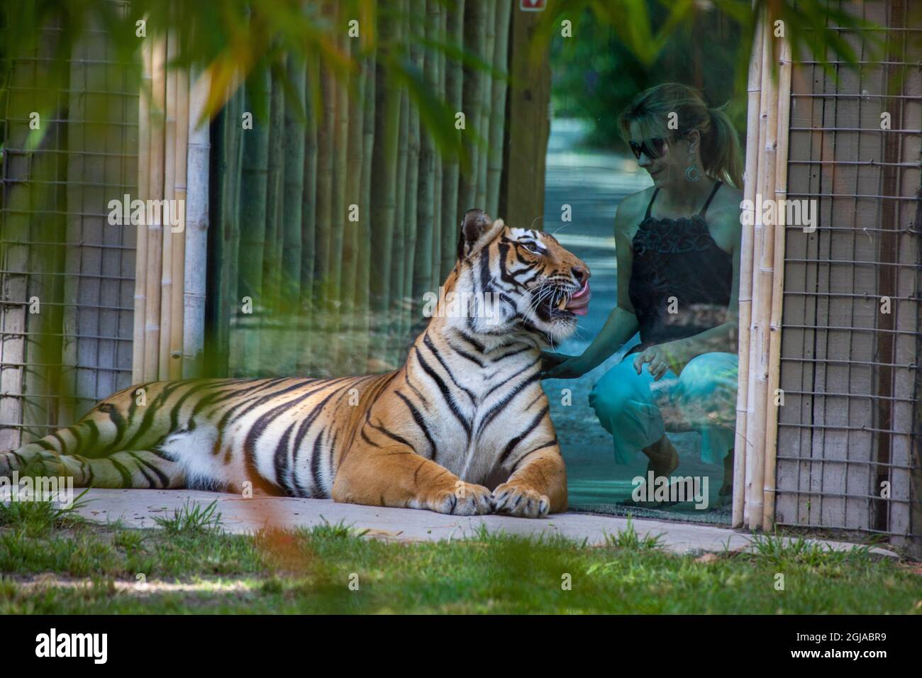 Tiger zoo glass hi-res stock photography and images - Alamy