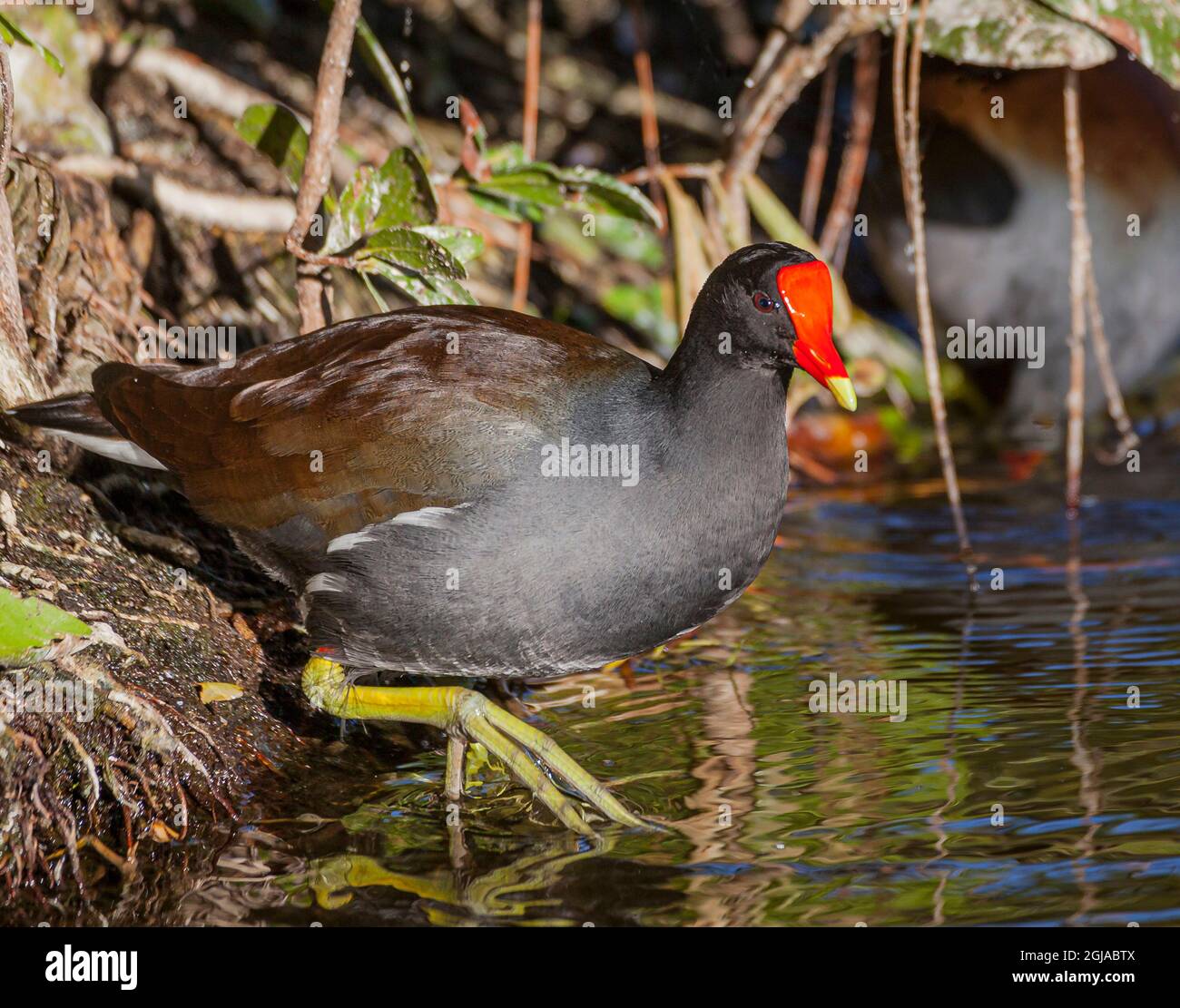 Moorhen common hi-res stock photography and images - Alamy