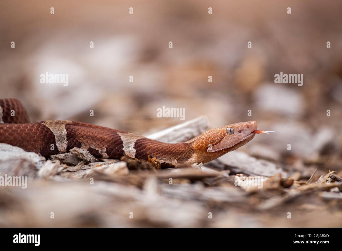 A venomous Trans-pecos copperhead snake, flicking tongue Stock Photo ...