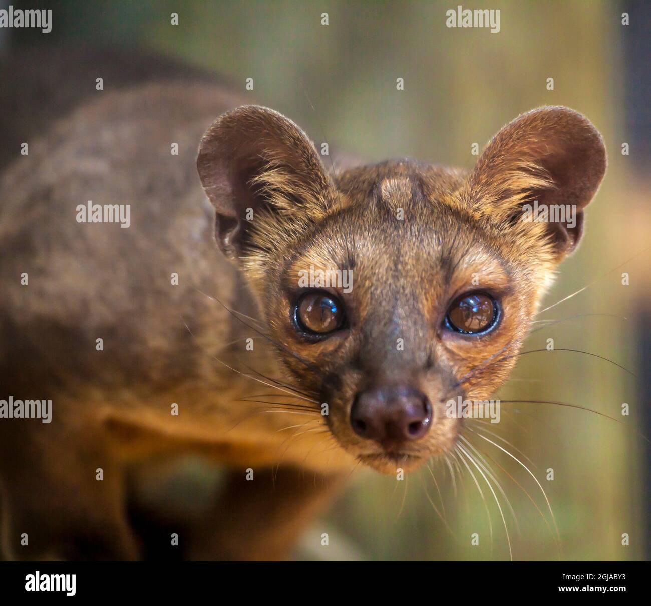 An endangered fossa, a vicious predator to lemurs, native to Madagascar ...