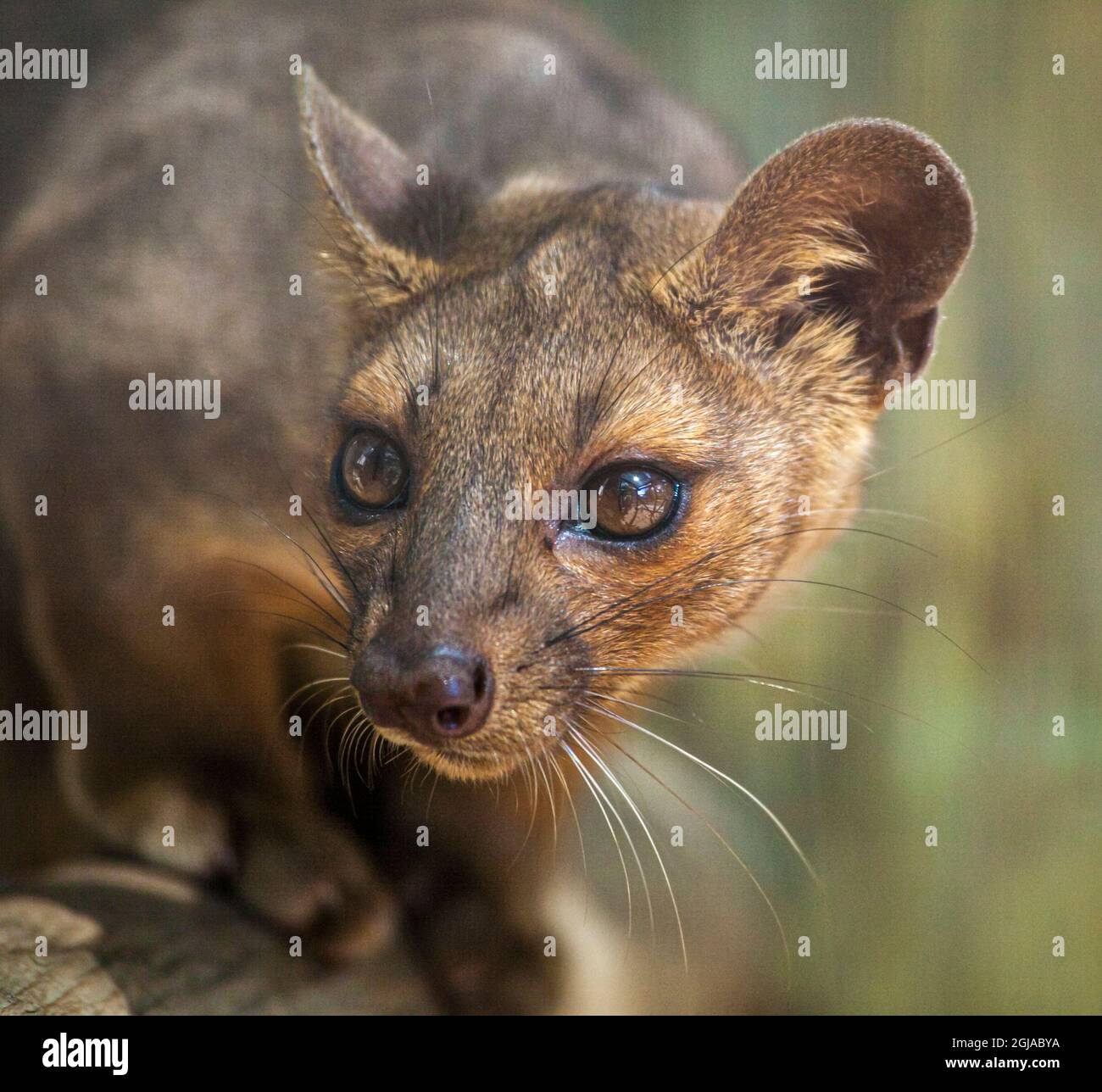 An endangered fossa, a vicious predator to lemurs, native to Madagascar ...