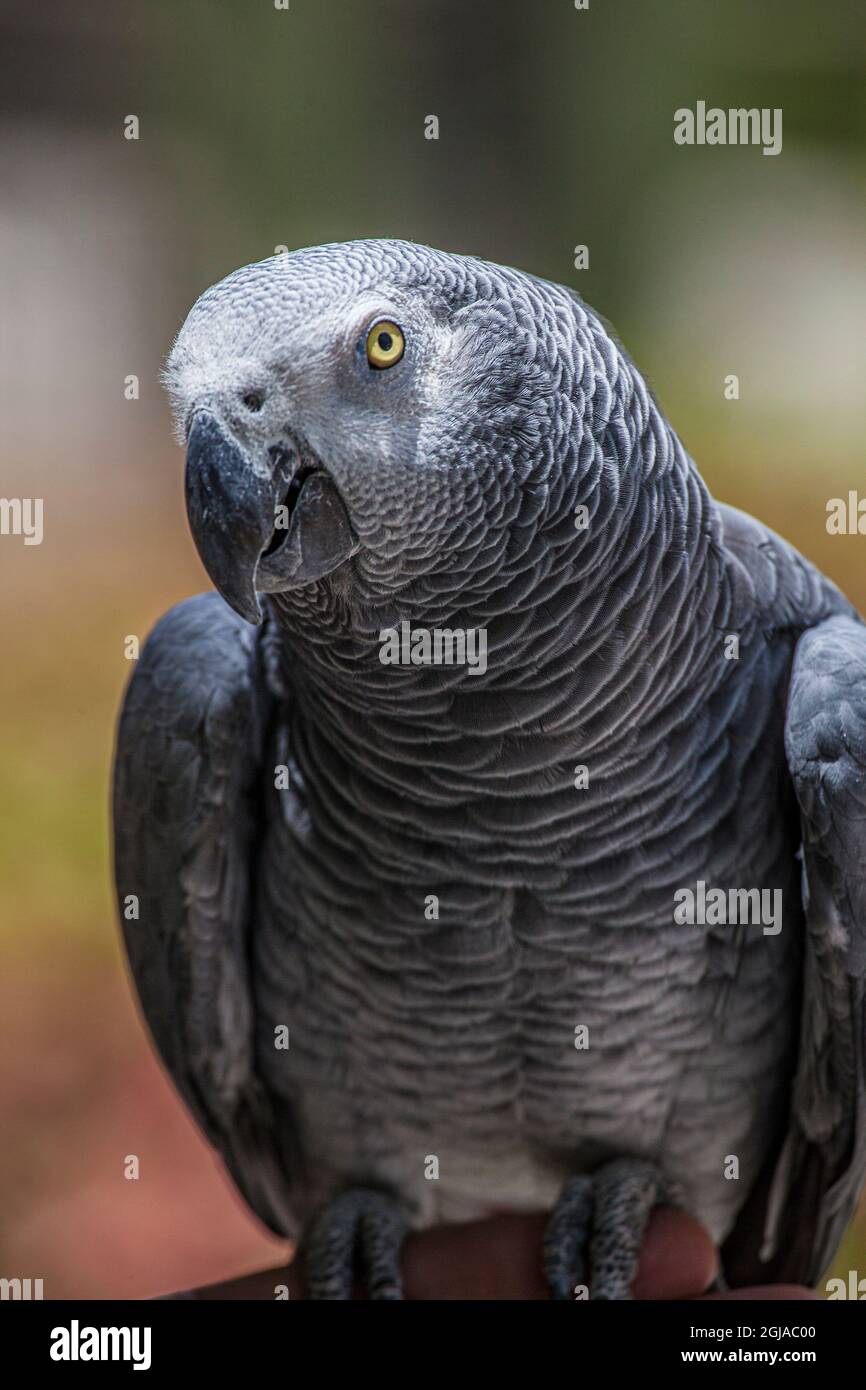 African grey parrot showing it's beautiful plumage and bright yellow ...