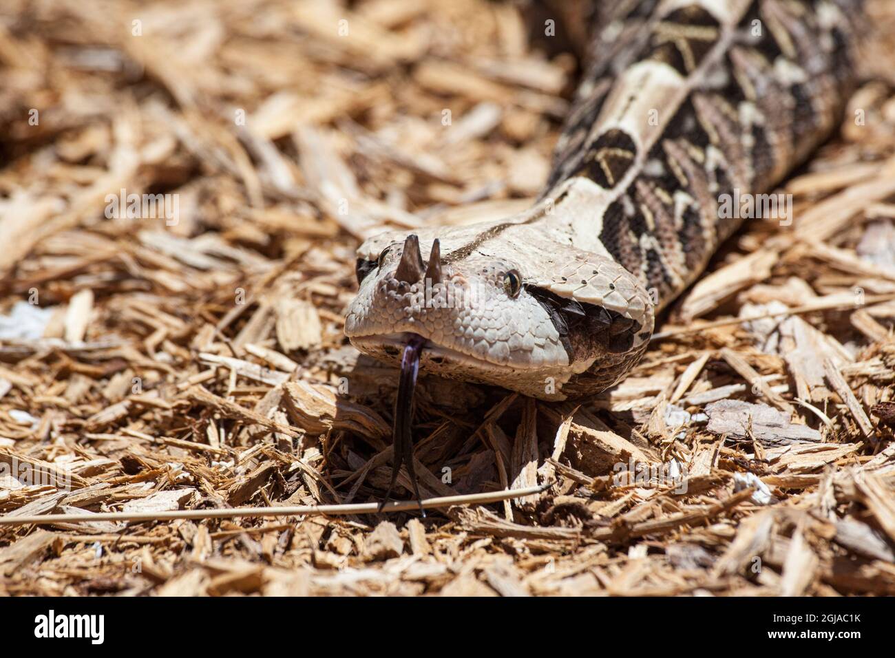 The venomous Gaboon viper uses its tongue to smell. Longest fangs of ...