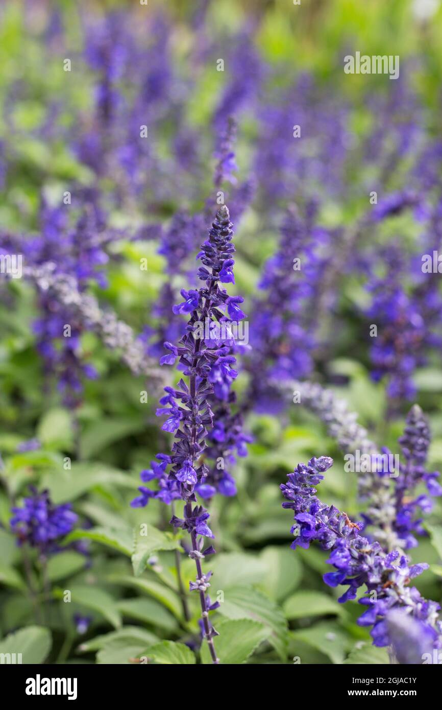 Purple Spires High Resolution Stock Photography and Images - Alamy