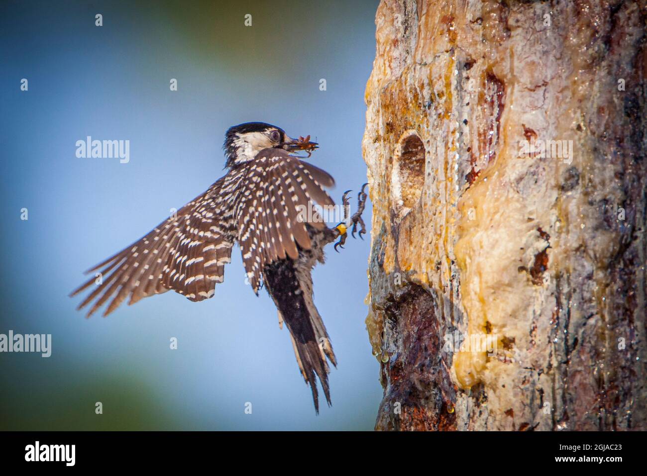 The endangered red-cockaded woodpecker only nests in cavities made in ...