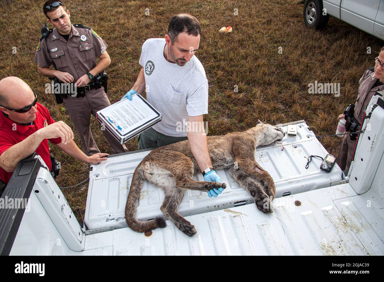 Killed while crossing a busy highway in south Florida, an endangered ...