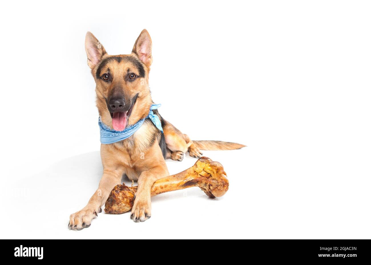 German shepherd happy and smiling with dog bone Stock Photo - Alamy