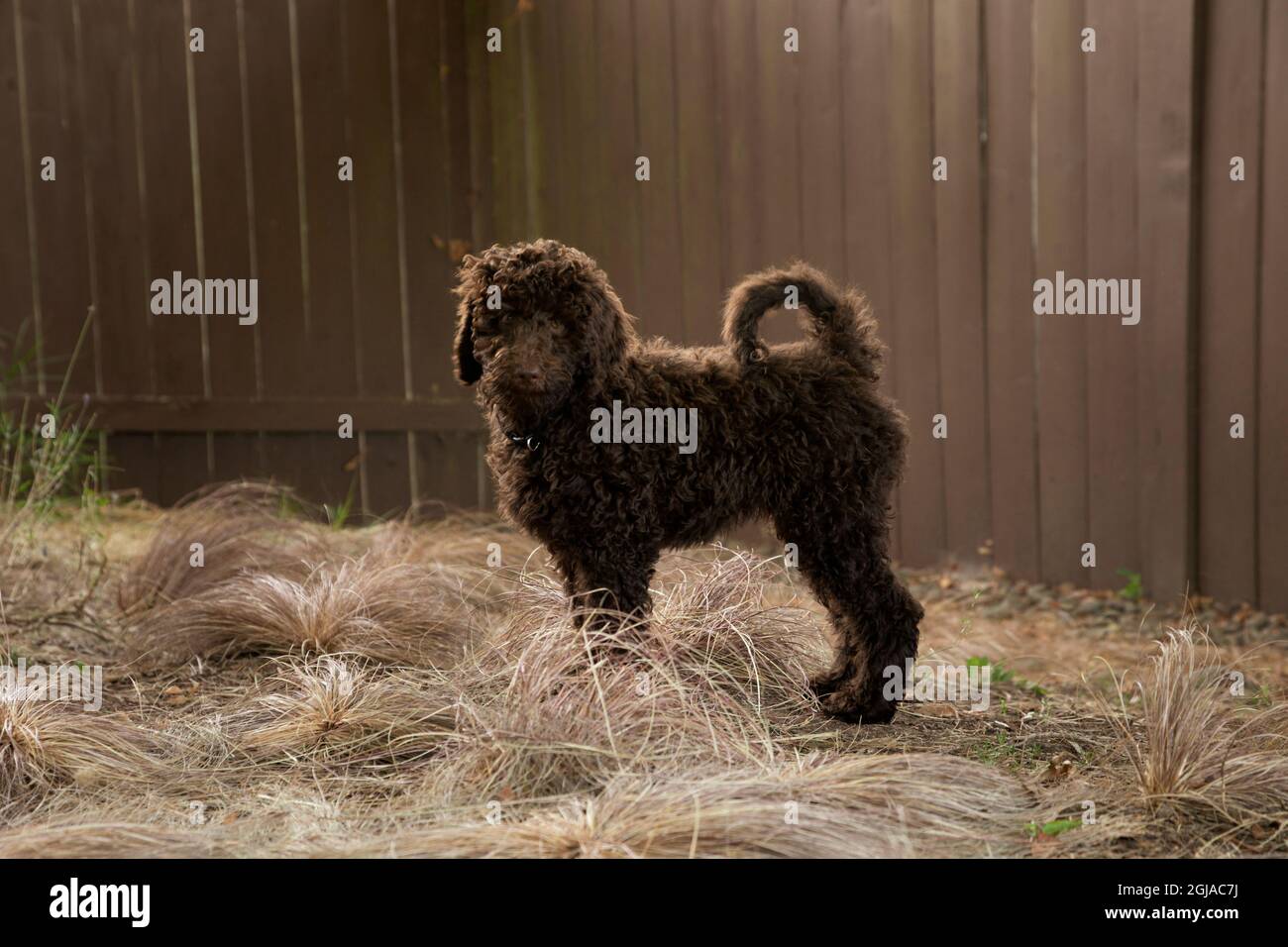 Labradoodle puppy playing in backyard. (PR Stock Photo - Alamy
