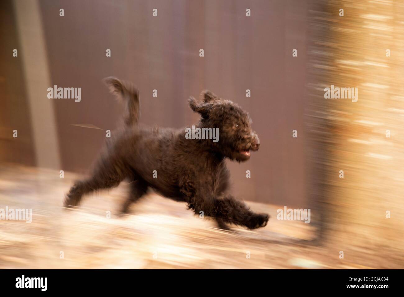Labradoodle puppy running. (PR Stock Photo - Alamy