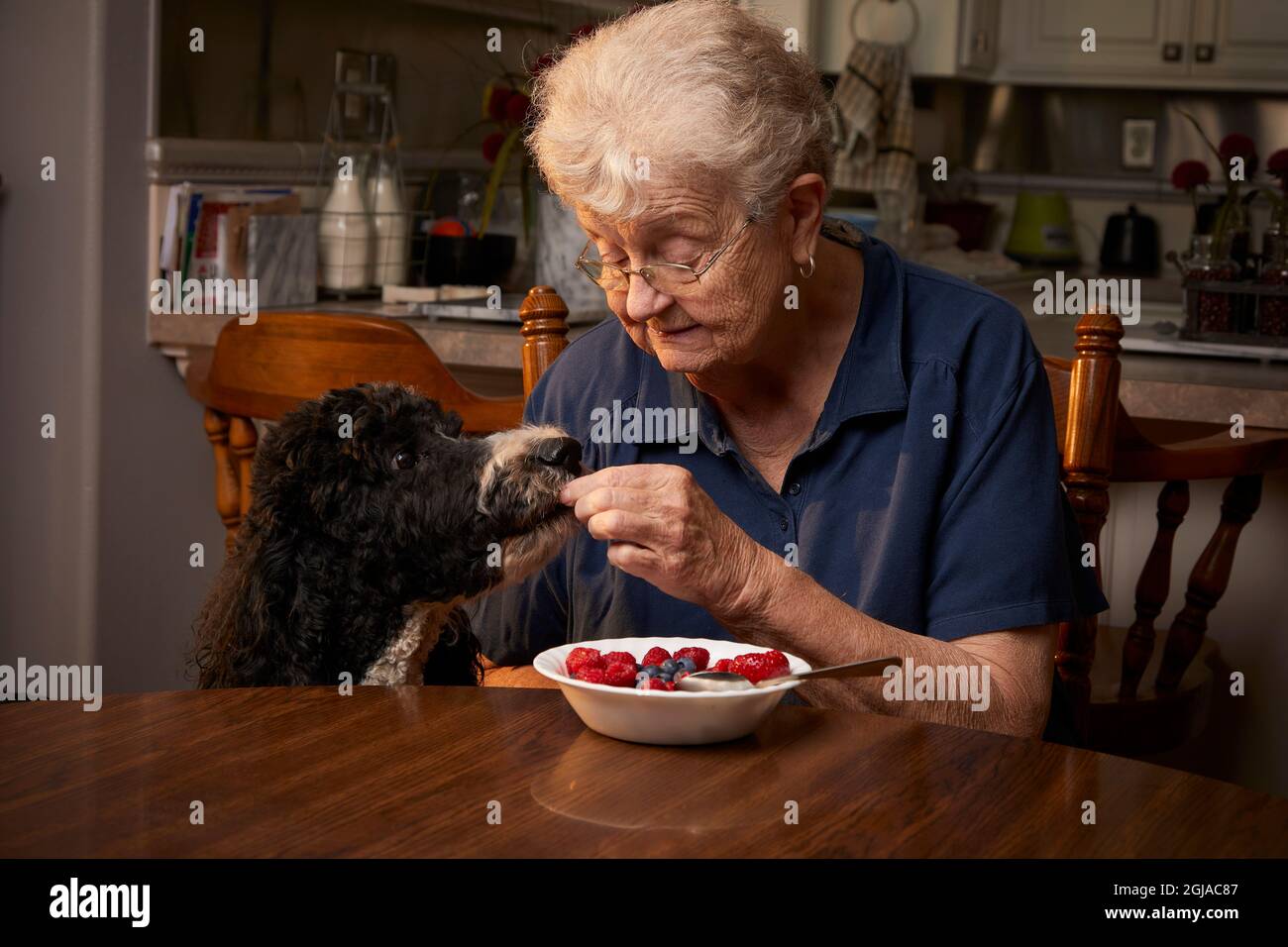 Begging poodle hi-res stock photography and images - Alamy
