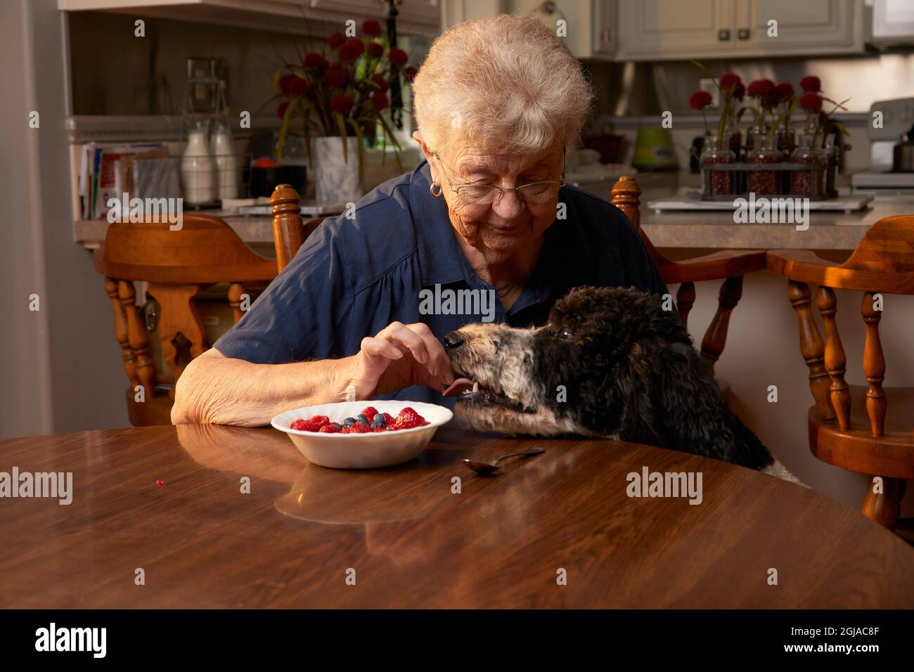 Begging poodle hi-res stock photography and images - Alamy