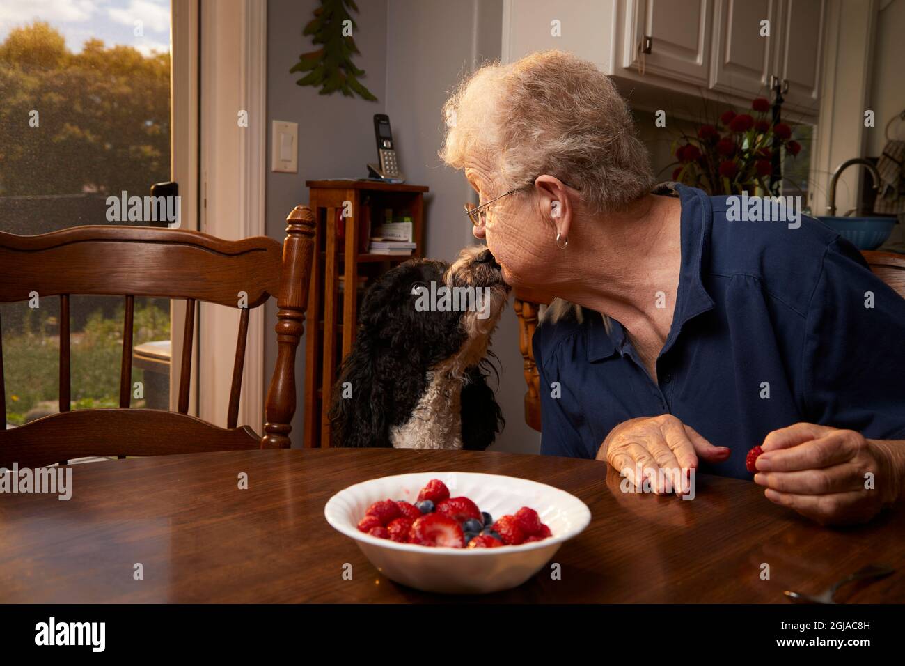 Standard poodle begging for food Stock Photo - Alamy